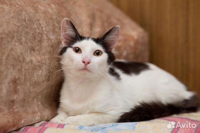 Котик Федот