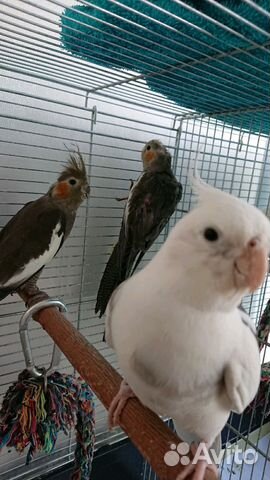 Попугай карелла птенец девочка