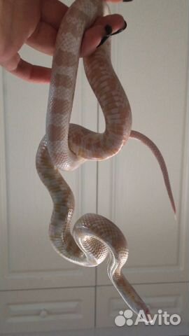 Маисовый полоз сноу