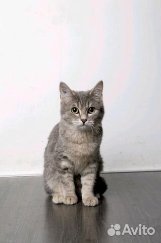 Славный котик ищет хозяина)