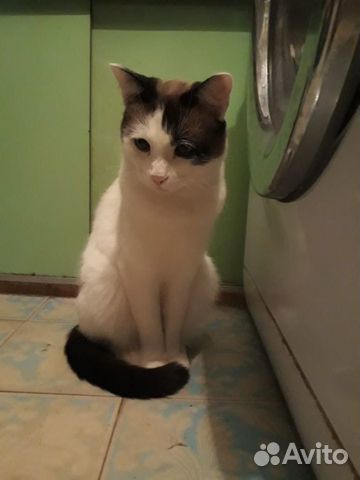 Котик в добрые руки