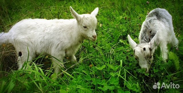 Продаются козлята