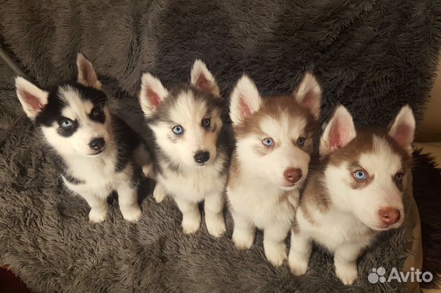 Хаски. Хасята