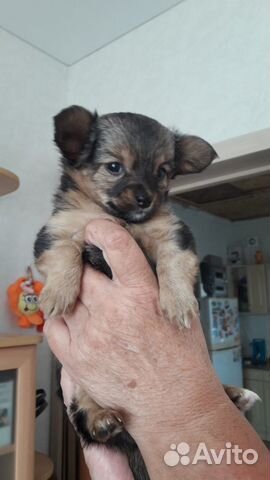 Продам щенков той-терьера