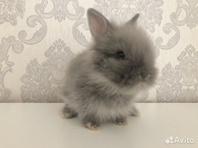 Карликовый кролик. Девочка 1 месяц