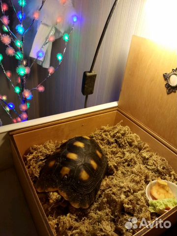 Черепаха угольная краснолапая с Террариумом