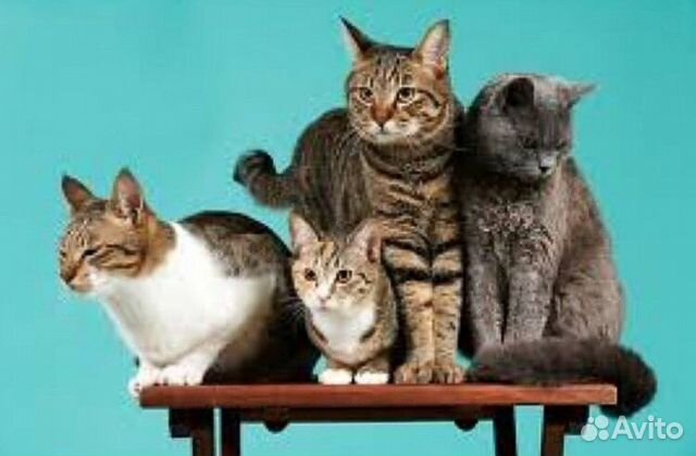 Котята, коты, кошки разные