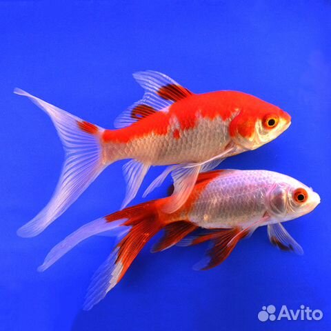 Рыбки прудовые - карась Комета красно-белая