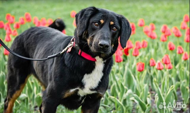 Шикарная красавица Альма ищет дом