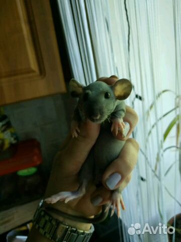 Крысеныш Дамбо