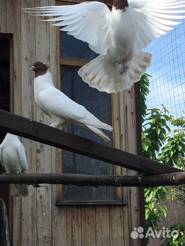 Иранские голуби