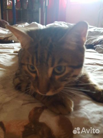 Продам котика