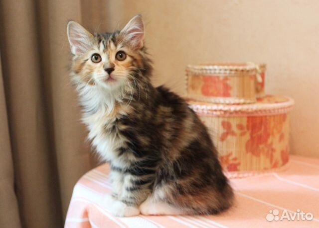 Котята породы Курильский бобтейл