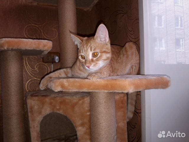 Котик Симба