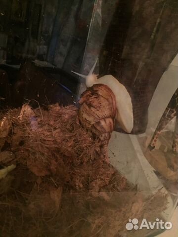 Улитка ахатина и аквариум