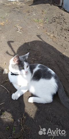 Кошечка 7месяцев