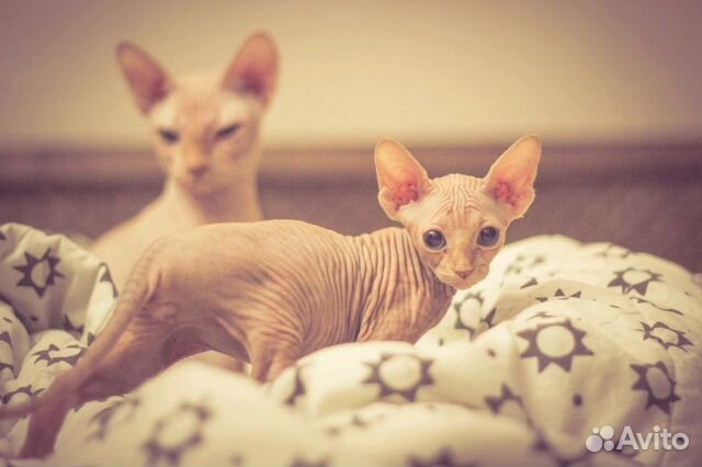 Канадский сфинкс мальчик