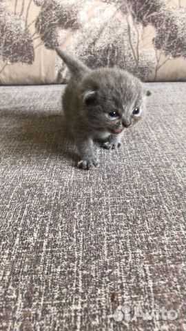 Продаются милейшие котятки