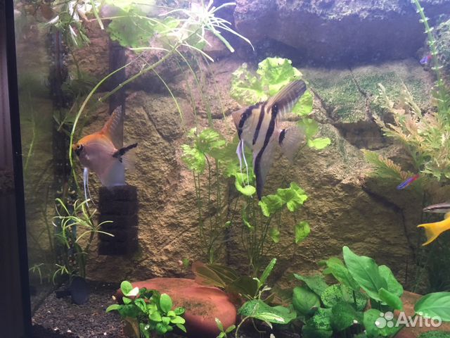 Аквариум 190 литров