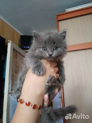 Британские котята