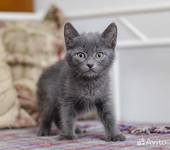 Лёлик, мальчик, 2 мес ищет дом)