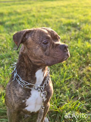 Отдам в хорошие руки Пит-Стафа