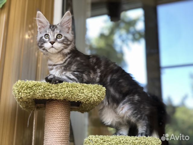 Котёнок породы Мейнкун