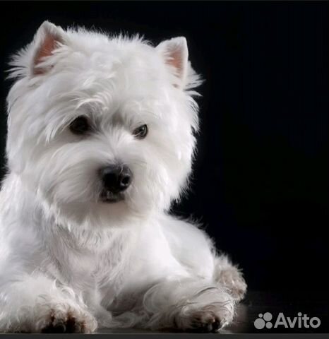 Вест-хайленд-уайт-терьер