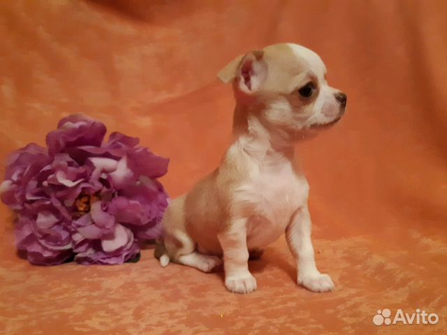 Девочка РКФ