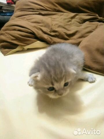 Котята шотландские (Scottish fold)
