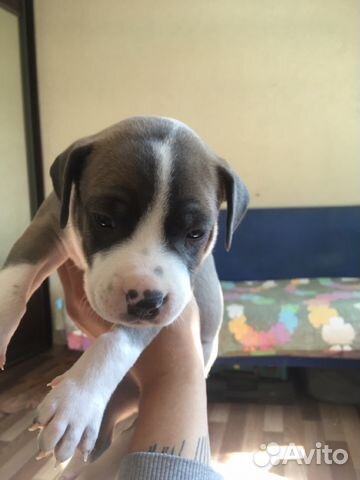 Щенки Стаффа