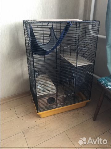 Шиншилла 1.5 года отдам бесплатно