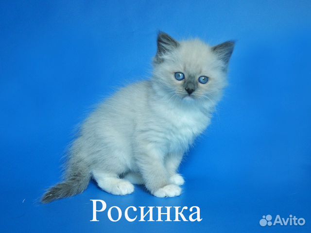 Невские маскарадные котята