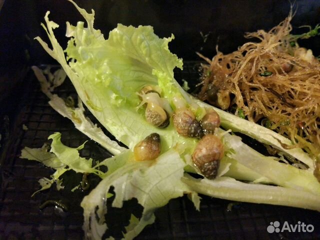 Улитка Ахатина Альбино