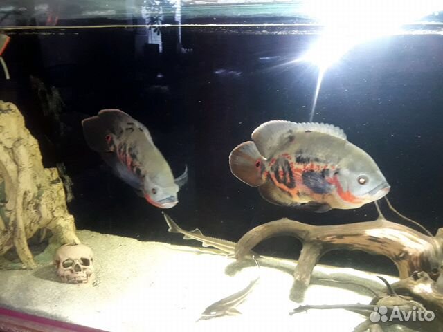 Астронотусы