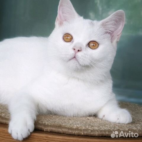 Белая британская кошка, 6 мес