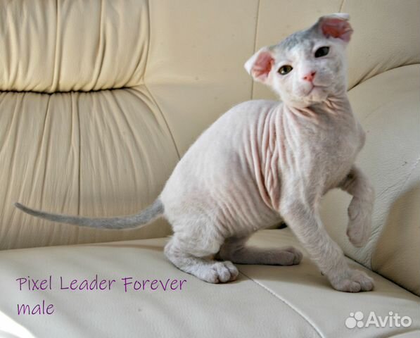 Голое вислоухое чудо.Котик.Видео