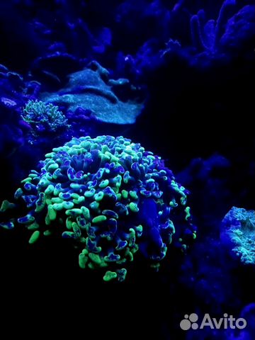 Эуфилия молоточковая коралл