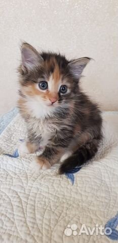 Котёнок девочка Кася 2 мес в добрые руки