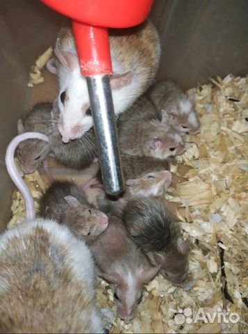 Мастомисы(малые бегунки)