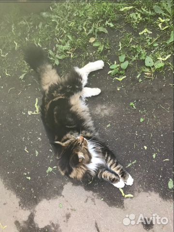 Кошка Мейн-кун отдадим в хорошие руки