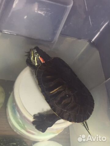 Красноухая черепашка