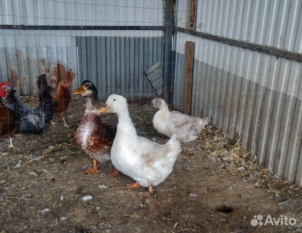 Утята домашние