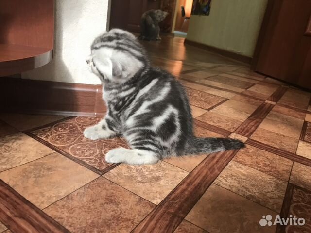 Шотландская Девочка- Вислоушка