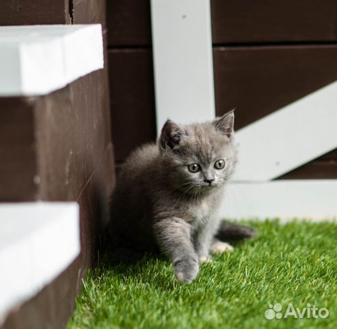 Шотландские котята