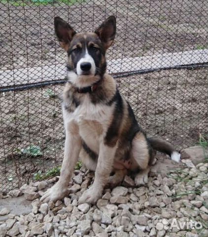 Щенуля-красотуля