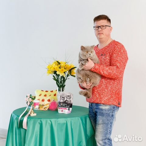 Британские котята разных окрасов от Чемпиона Мира