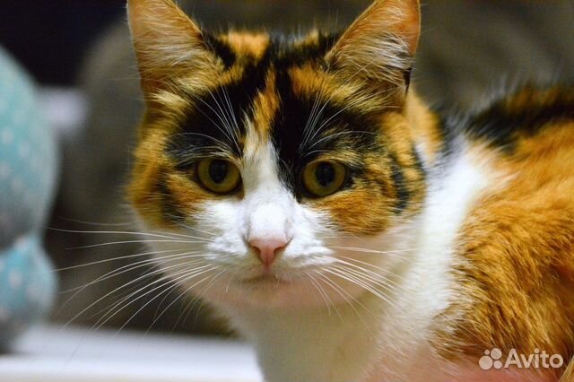 Красотка Марго