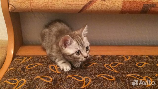 Котенок мальчик (шотланобританец)