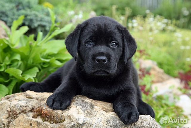 Щенки черного лабрадора